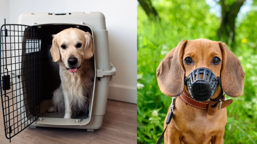 Pets as Passengers | eBus - Nelson Tasman's new and improved bus ...