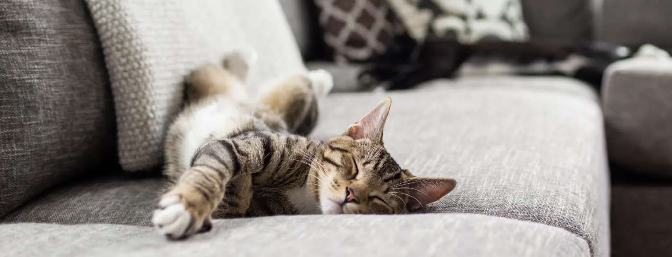 Draft Cat Management Bylaw | Shape Nelson